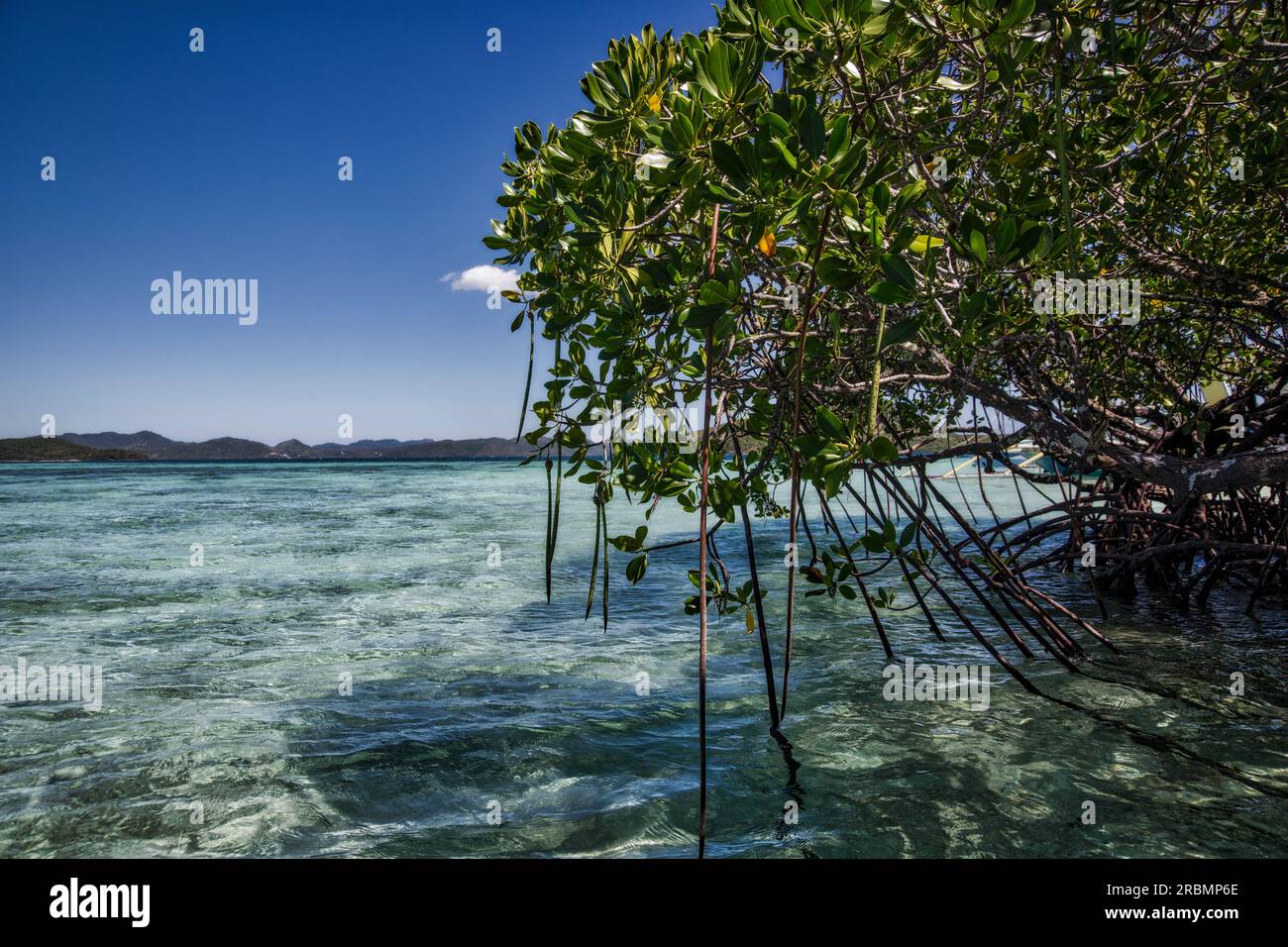 Mangroves, Palawan, Coron, Pass island, Philippines, Asia Stock Photo ...