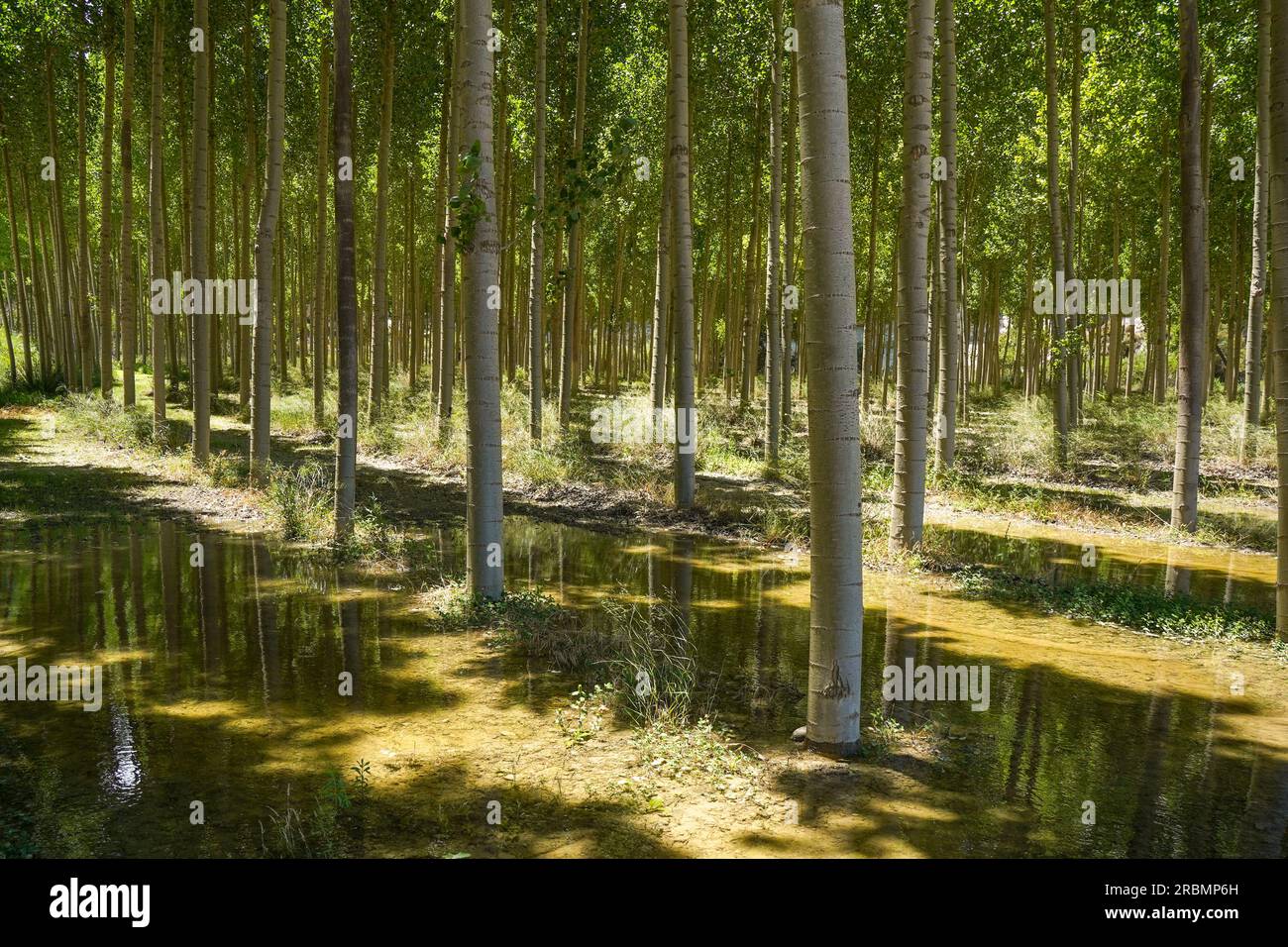 Poplar tree plantation with water irrigation in the Granada Province ...