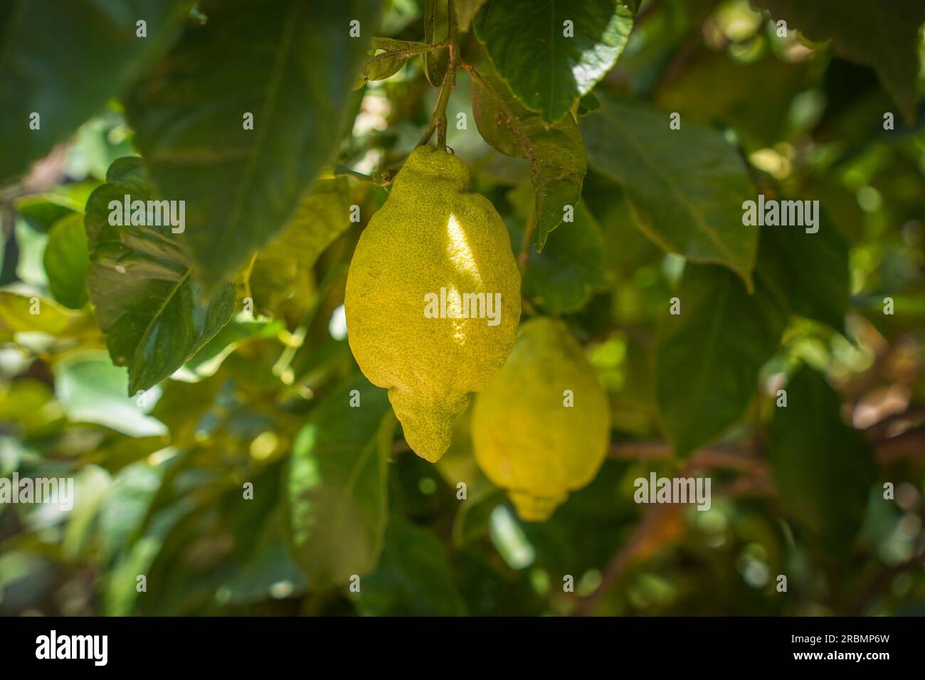 Lemon fruit growing on lemon tree, Spain Stock Photo - Alamy