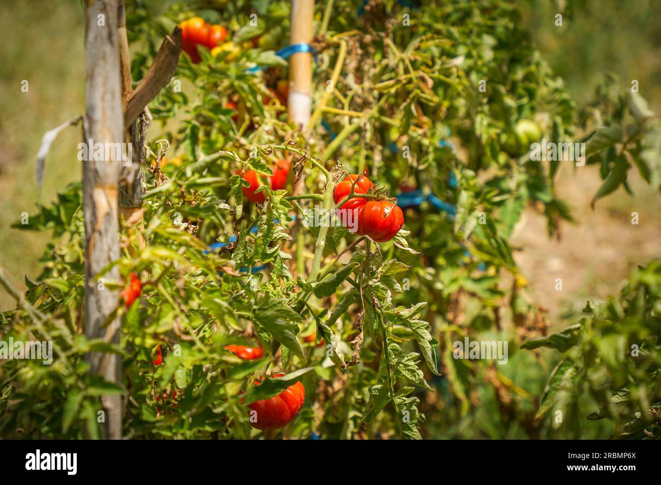 Heirloom Tomatoes ripening on tomato plant, Solanum lycopersicum ...