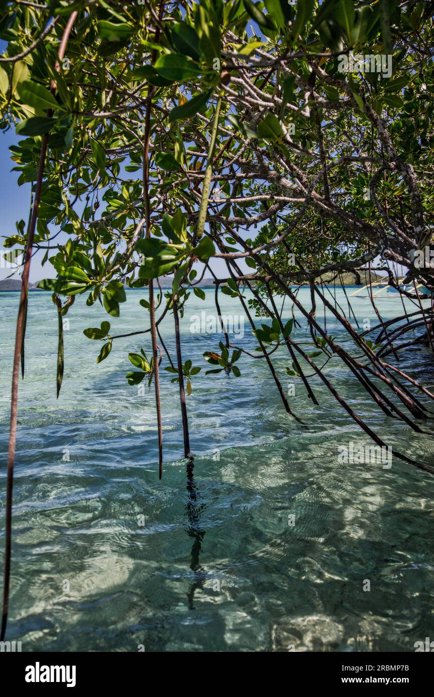 Mangroves, Palawan, Coron, Pass island, Philippines, Asia Stock Photo ...