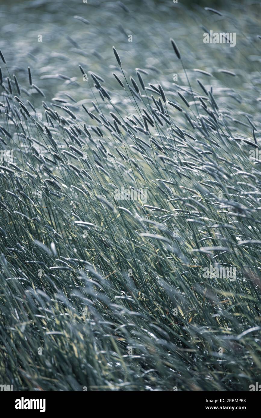 Greenish stems hi-res stock photography and images - Alamy