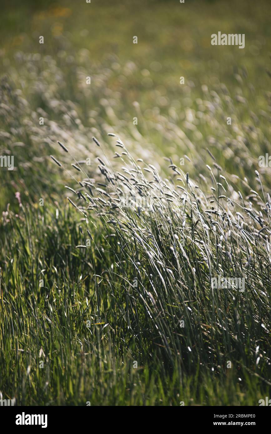 Greenish stems hi-res stock photography and images - Alamy