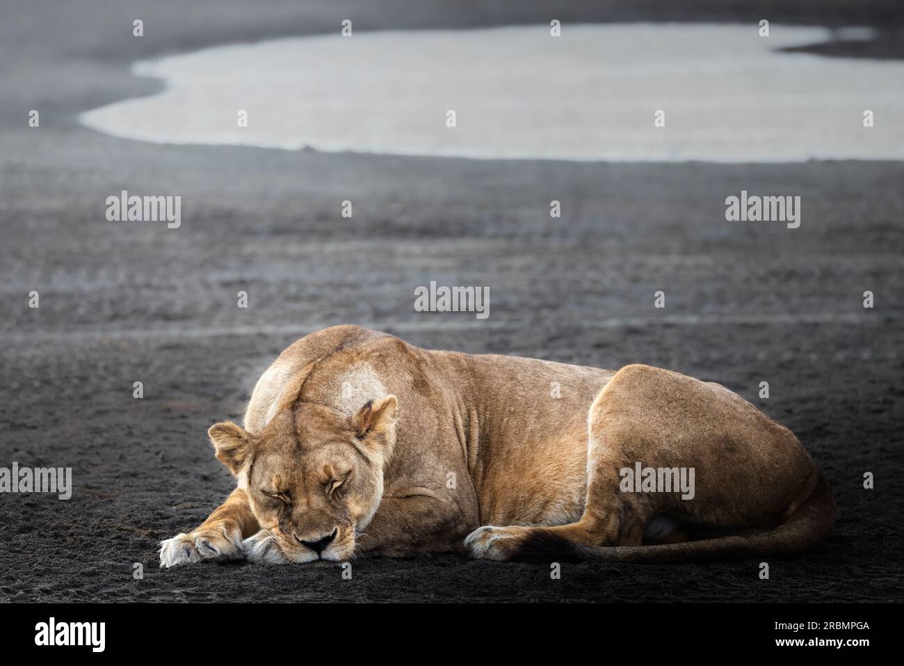Wild majestic lioness, simba, sleeping in the savannah in the Serengeti ...