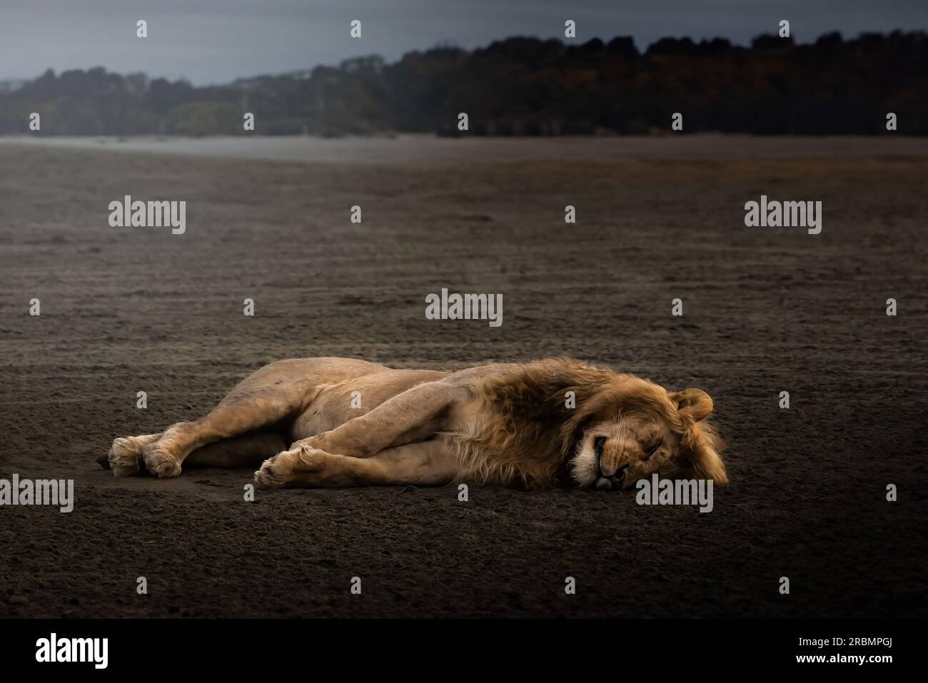 Wild majestic male lion with big mane, simba, sleeping in the savannah ...