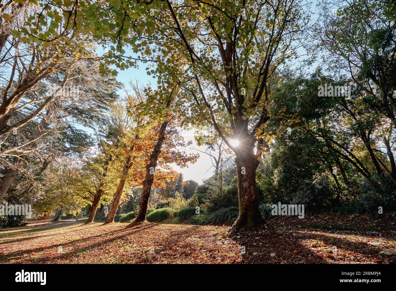 Wombat Hill Botanic Gardens in Daylesford Australia Stock Photo - Alamy