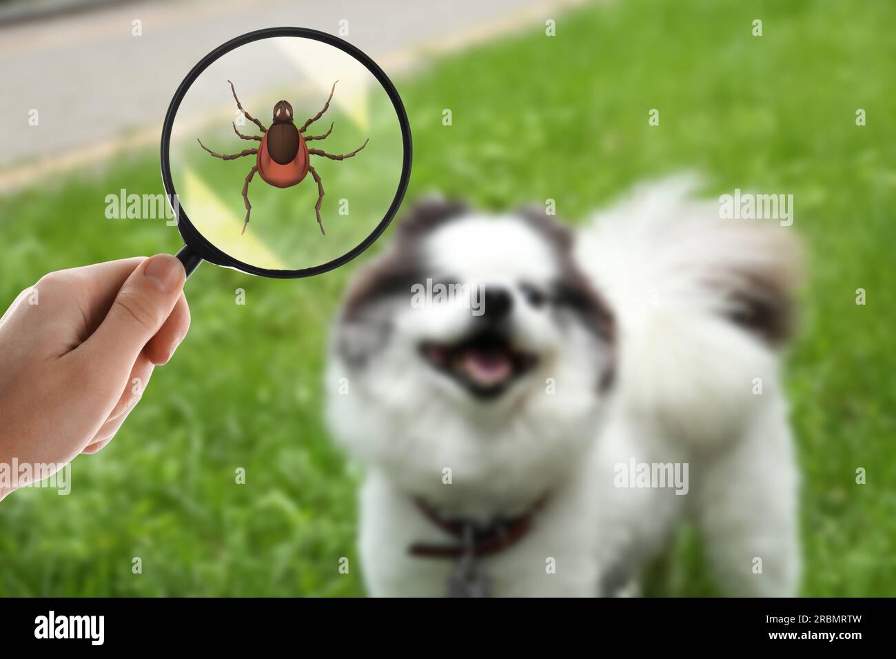 Cute dog outdoors and woman showing tick with magnifying glass ...