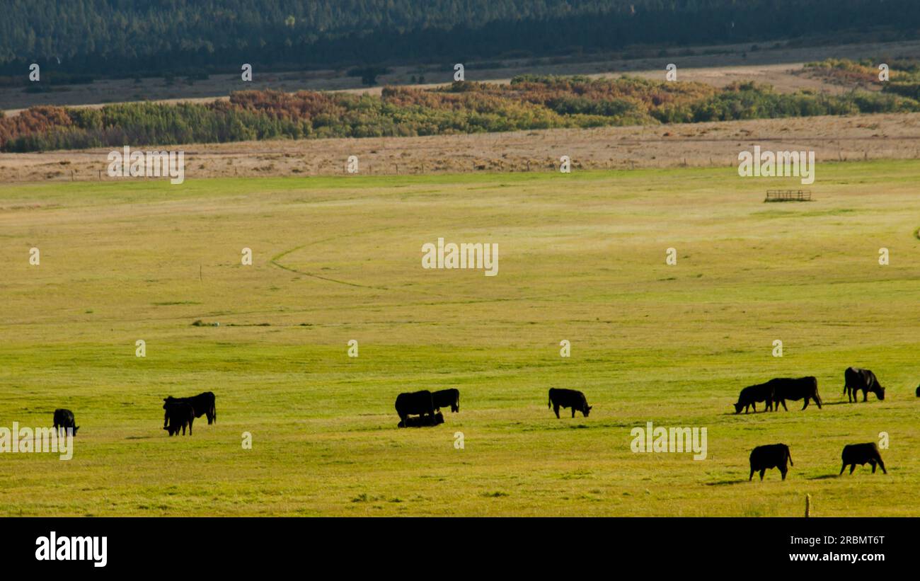 Cattle in a pasture Stock Photo - Alamy