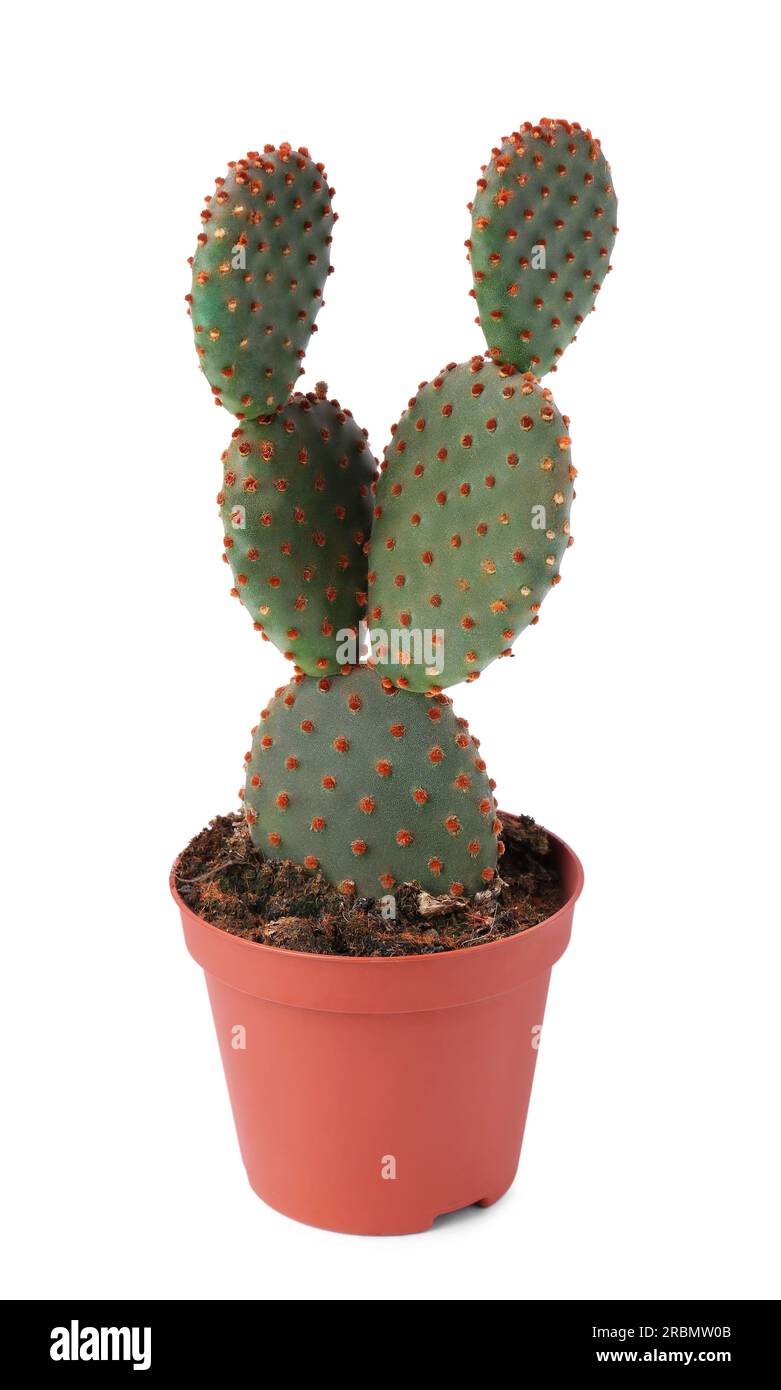 Cactus growing in wild Cut Out Stock Images & Pictures - Alamy
