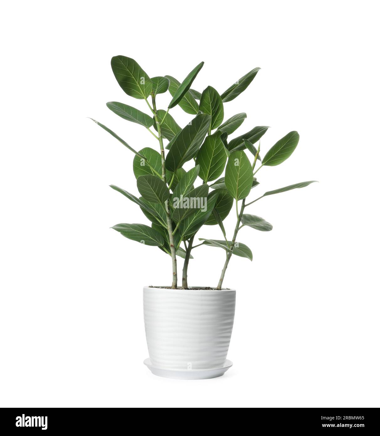 Beautiful ficus plant in pot on white background. House decor Stock ...