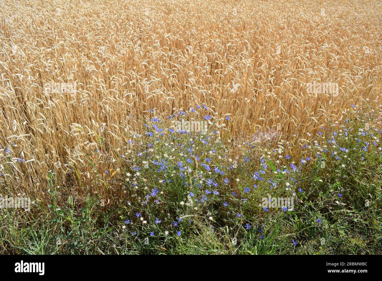 Field dry flowers in windy hi-res stock photography and images - Alamy