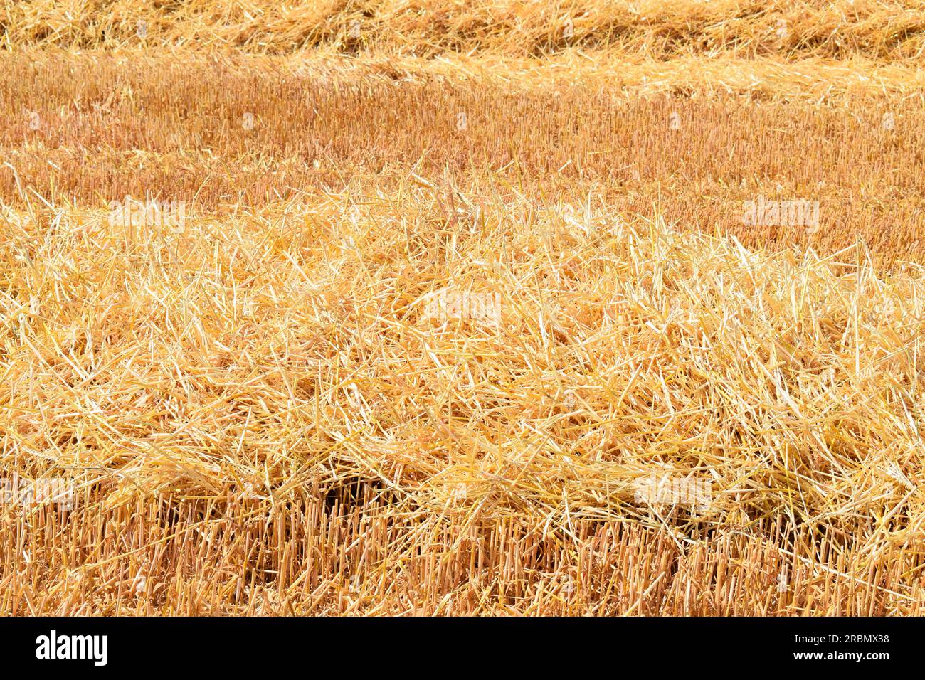 straw on a mowed grain field Stock Photo - Alamy
