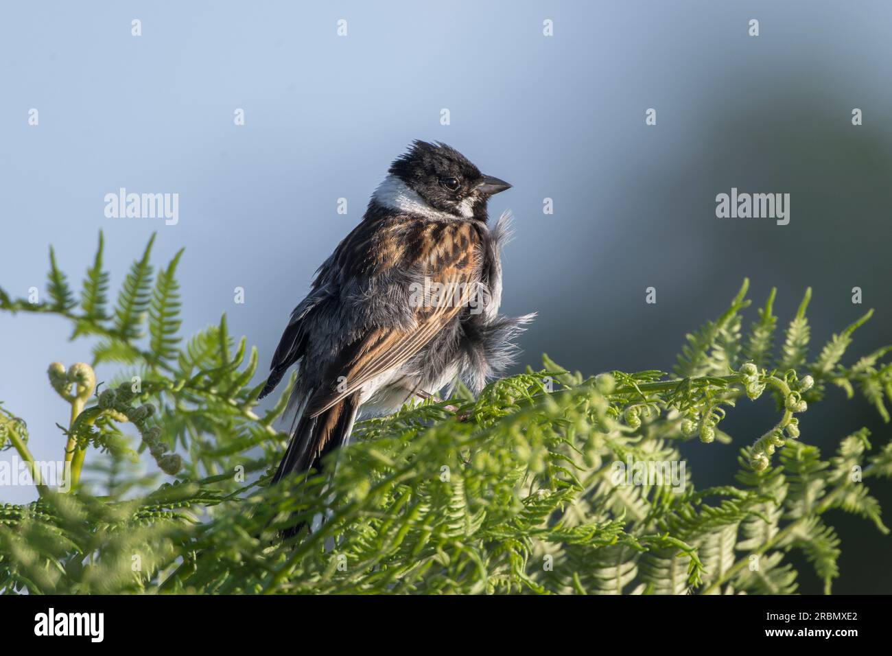 Reed Bunting a very shy bird with feathers ruffled up Stock Photo - Alamy