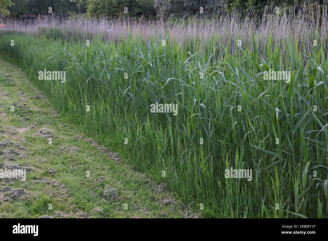 Beautiful view of green reed plants growing outdoors Stock Photo - Alamy