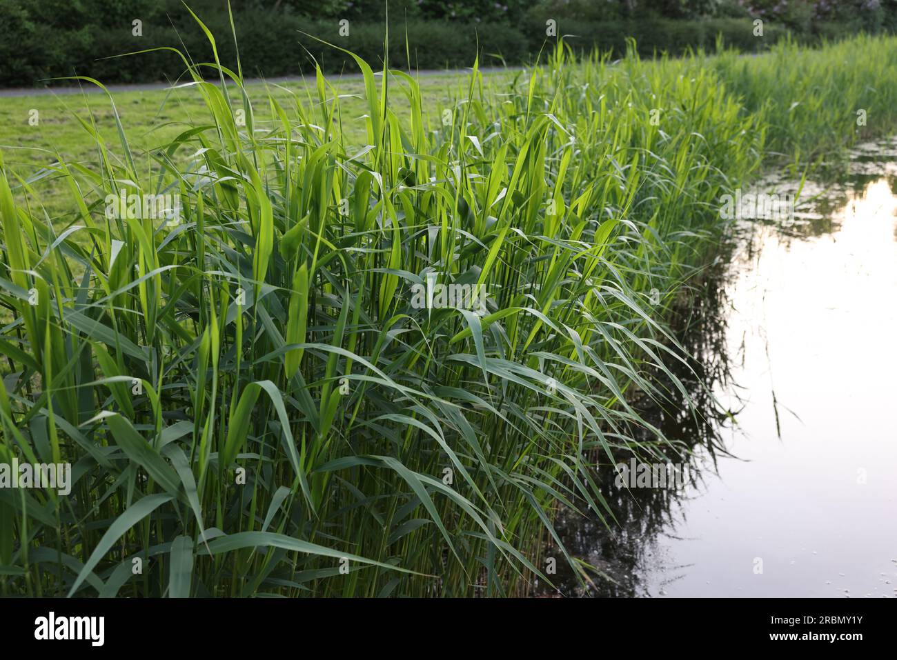 View of green reeds growing near channel outdoors Stock Photo - Alamy