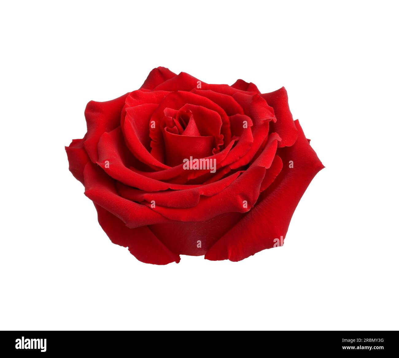 Beautiful fresh red rose isolated on white Stock Photo - Alamy