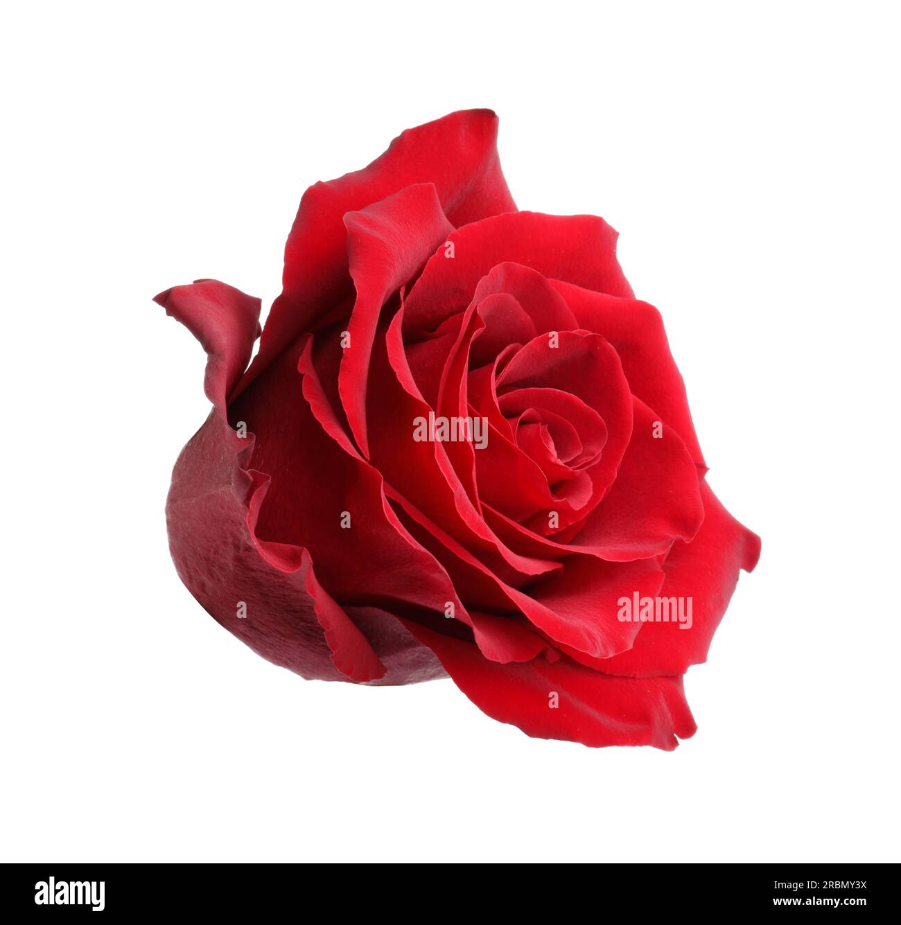 Beautiful fresh red rose isolated on white Stock Photo - Alamy