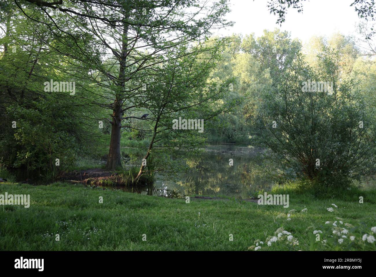 Picturesque view of green park with river outdoors Stock Photo - Alamy