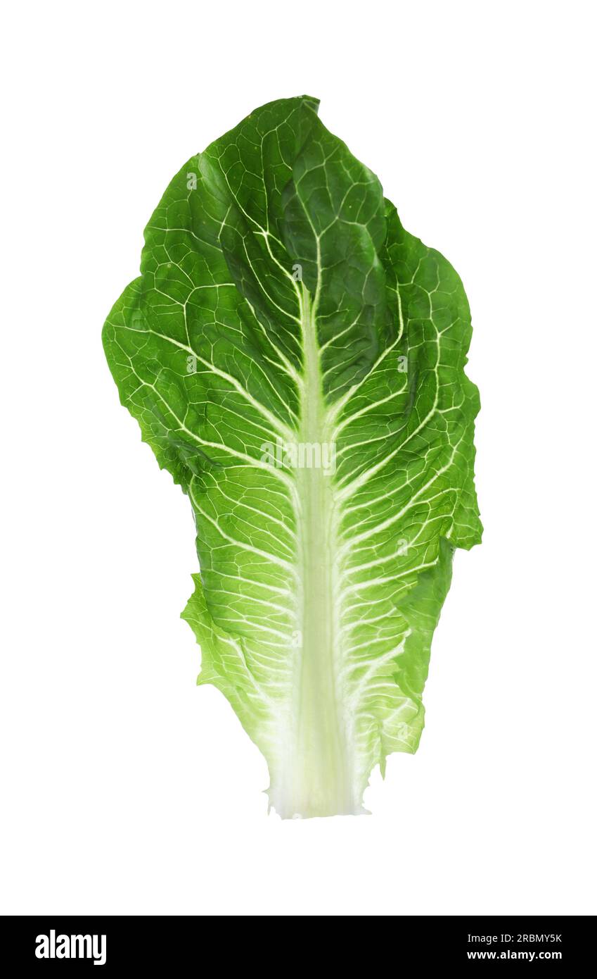 Fresh leaf of green romaine lettuce isolated on white Stock Photo - Alamy