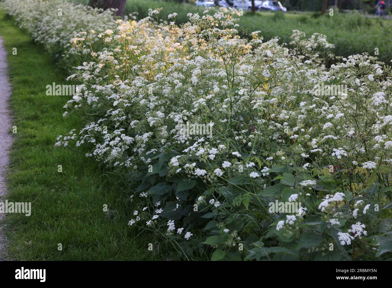 Beautiful view of bushes with wild flowers growing outdoors Stock Photo ...