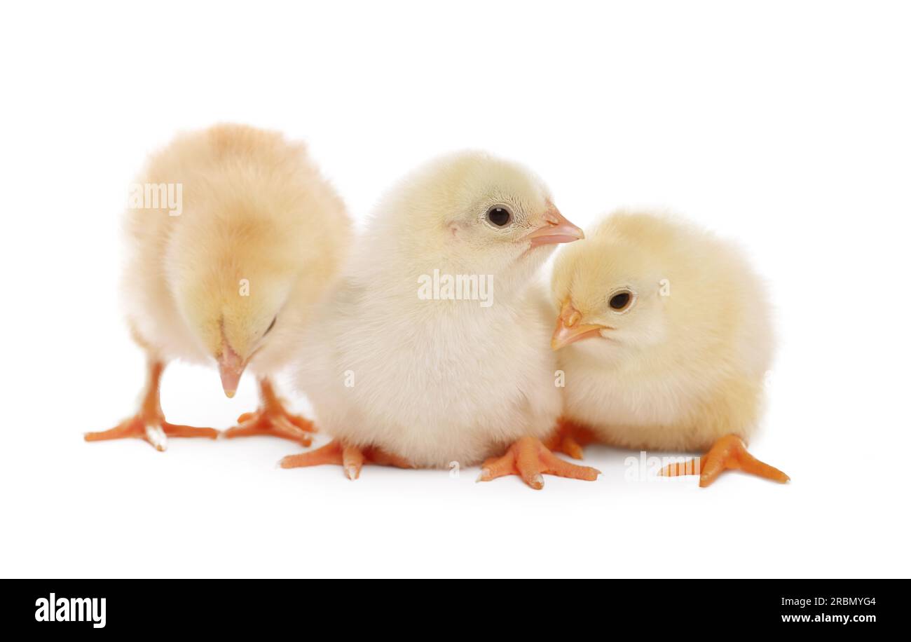 Three cute fluffy chickens on white background Stock Photo - Alamy