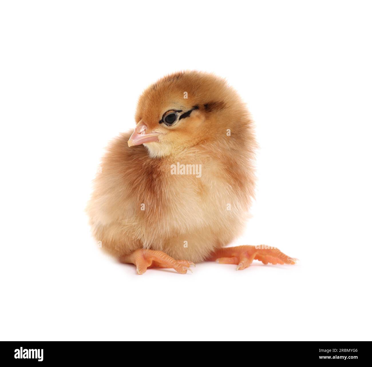 Cute fluffy baby chicken on white background Stock Photo - Alamy