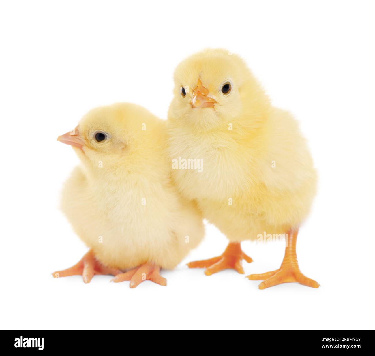 Two cute fluffy baby chickens on white background Stock Photo - Alamy
