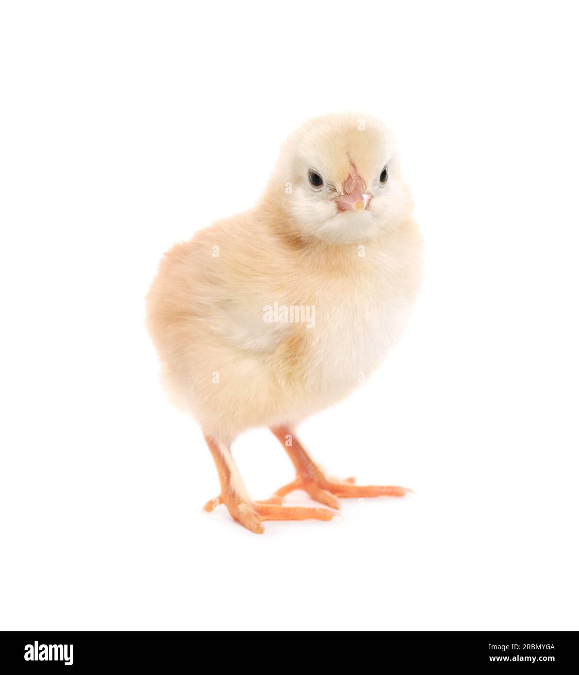 Cute fluffy baby chicken on white background Stock Photo - Alamy
