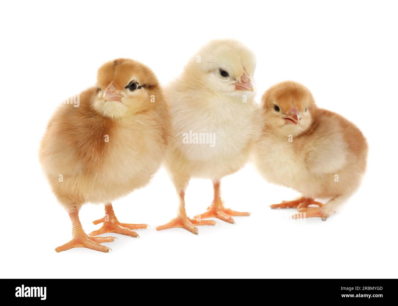Three cute fluffy chickens on white background Stock Photo - Alamy
