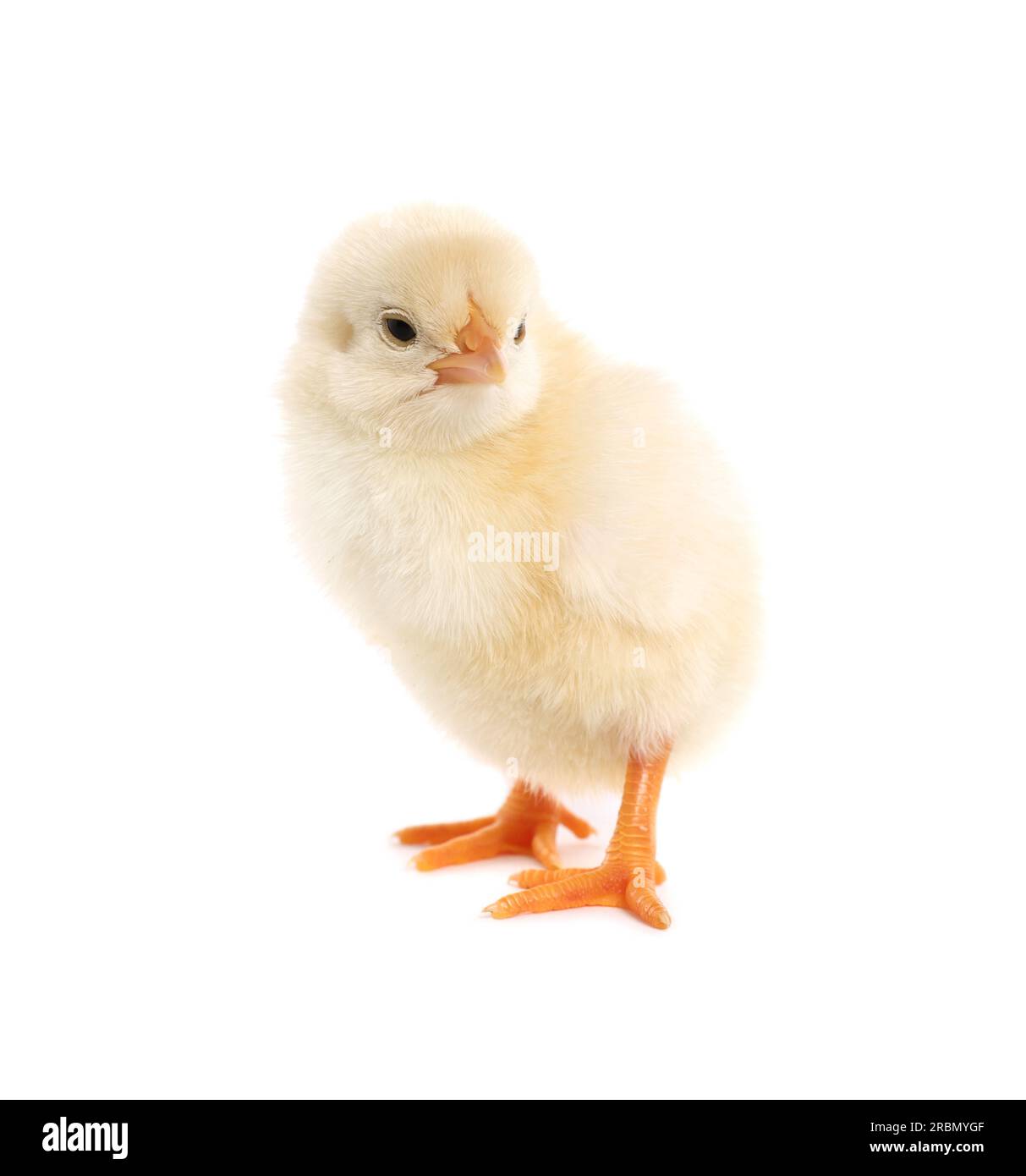 Cute fluffy baby chicken on white background Stock Photo - Alamy