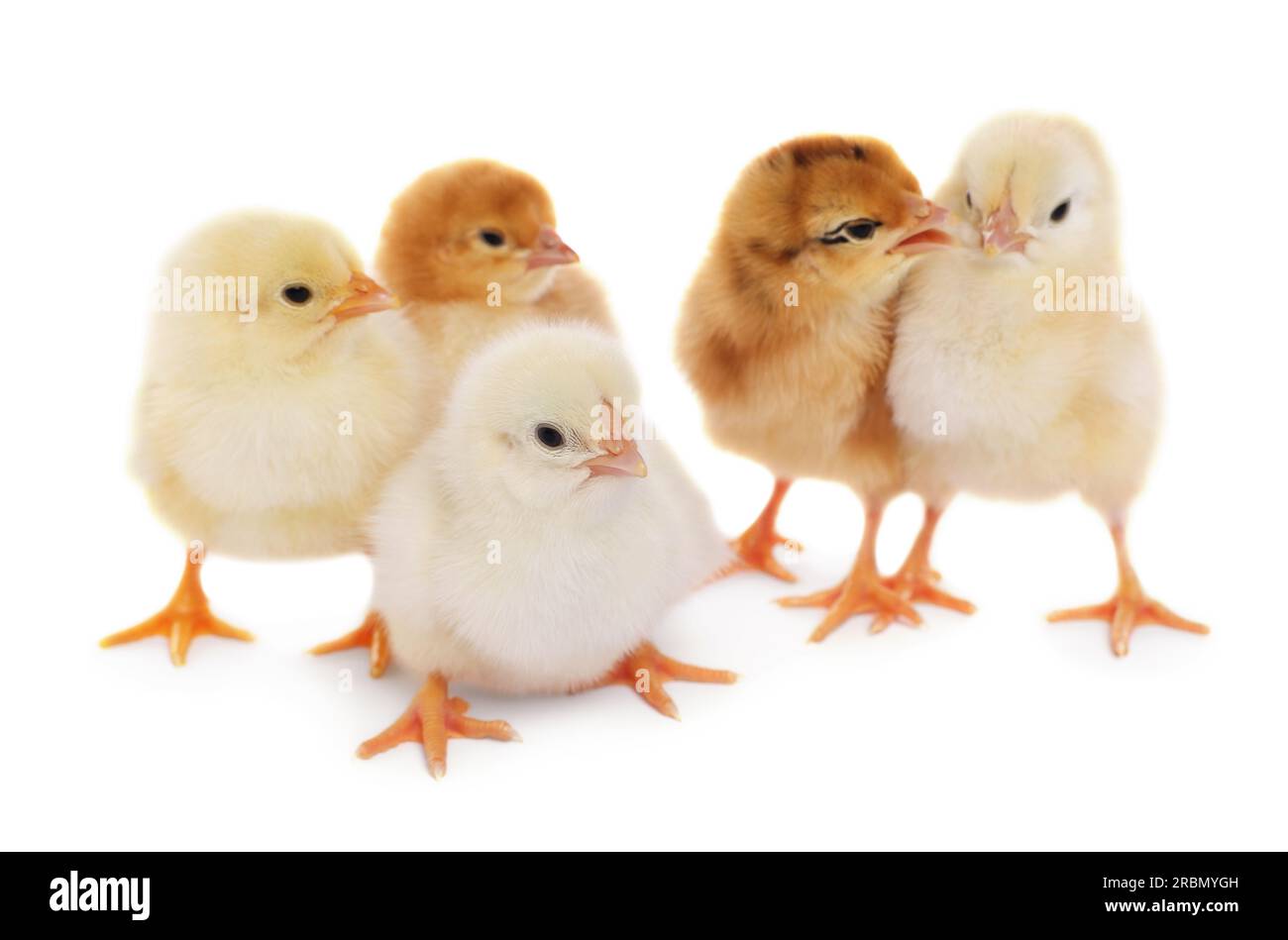 Many cute fluffy chickens on white background Stock Photo - Alamy