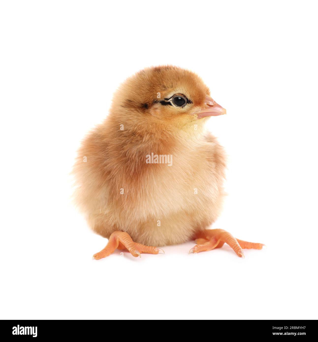 Cute fluffy baby chicken on white background Stock Photo - Alamy