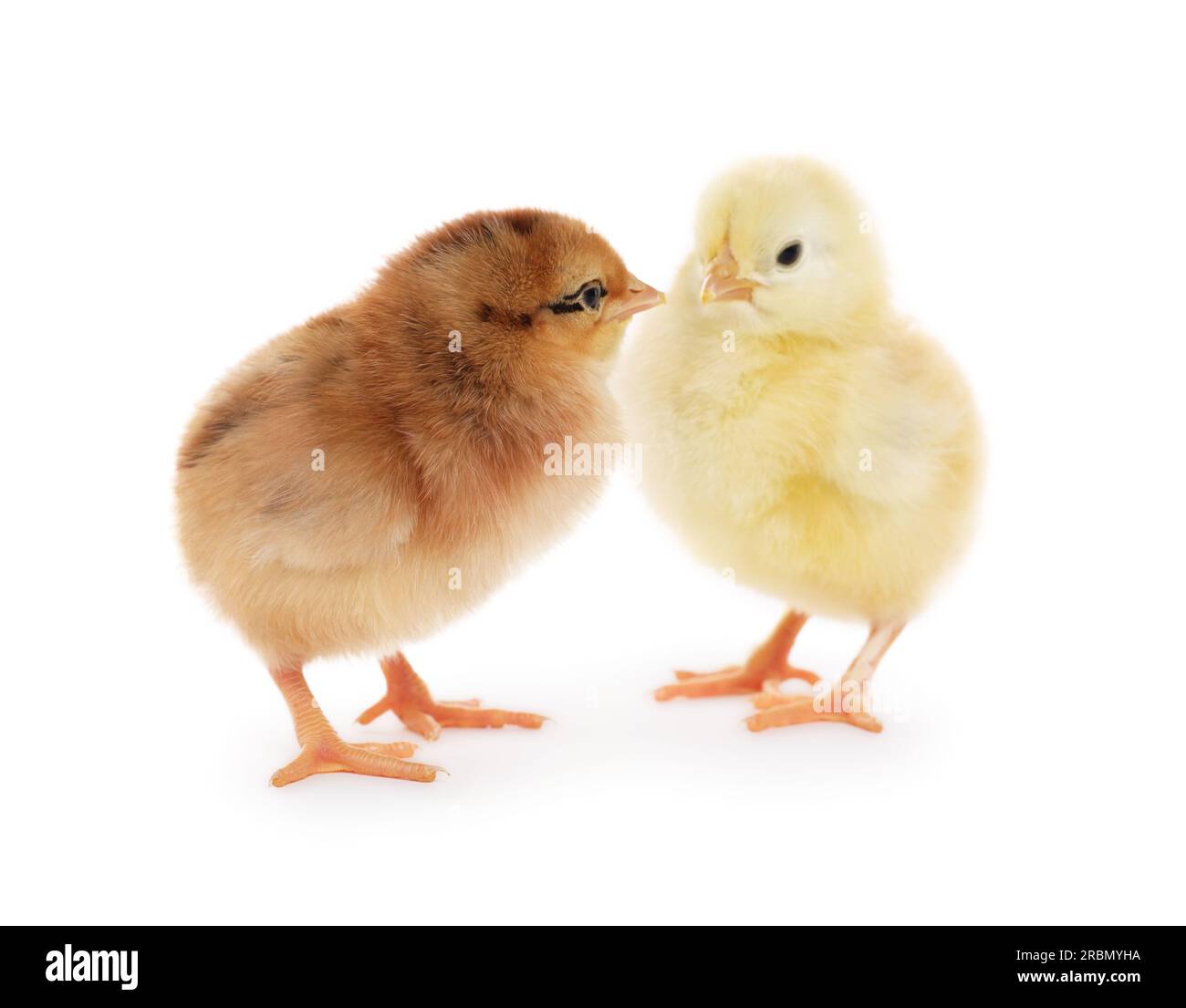Two cute fluffy baby chickens on white background Stock Photo - Alamy