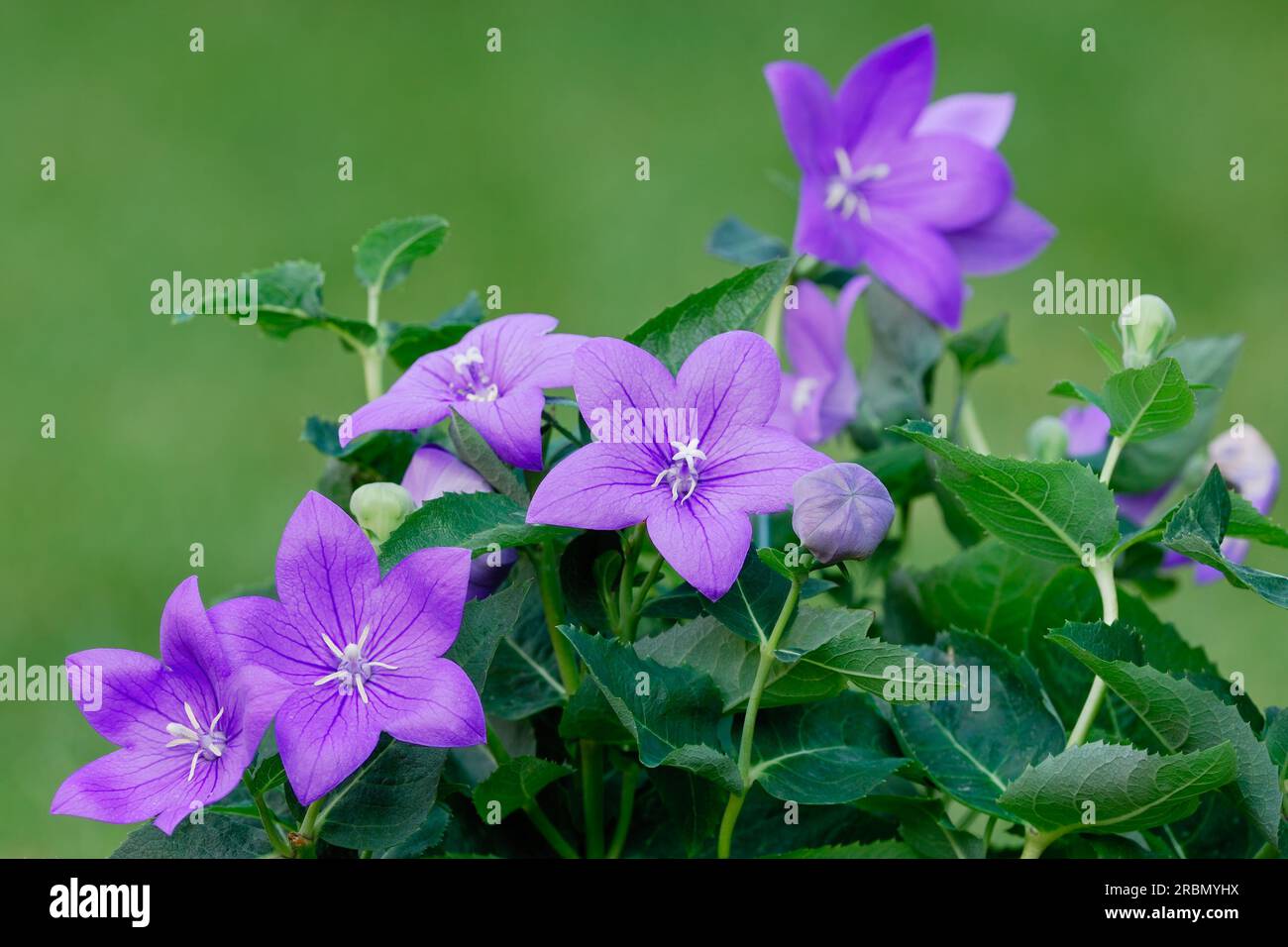 Balloon flowers with buds, closeup. Ornamental plant. Blurred natural ...
