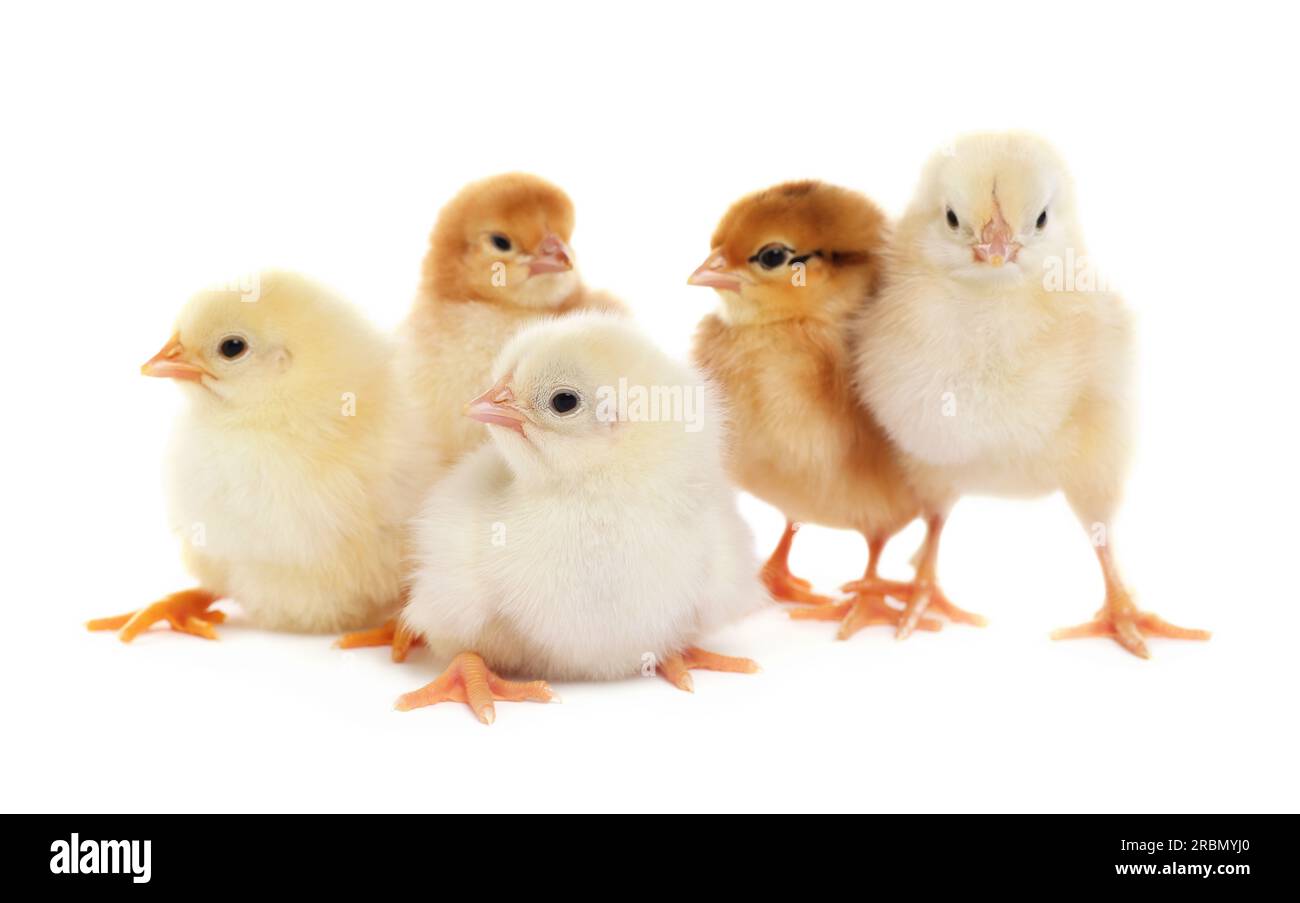 Many beautiful domestic chickens hi-res stock photography and images ...