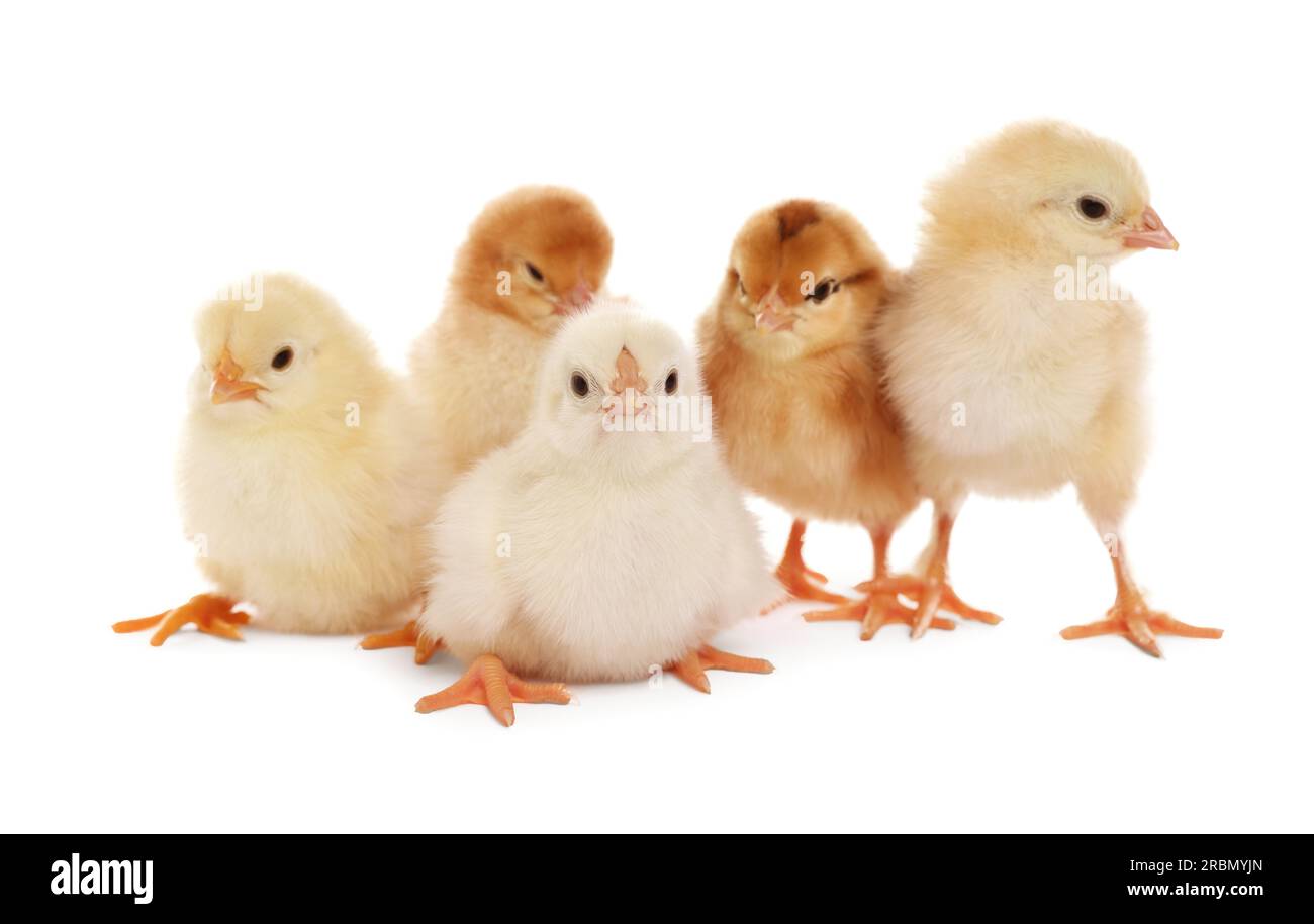 Many cute fluffy chickens on white background Stock Photo - Alamy