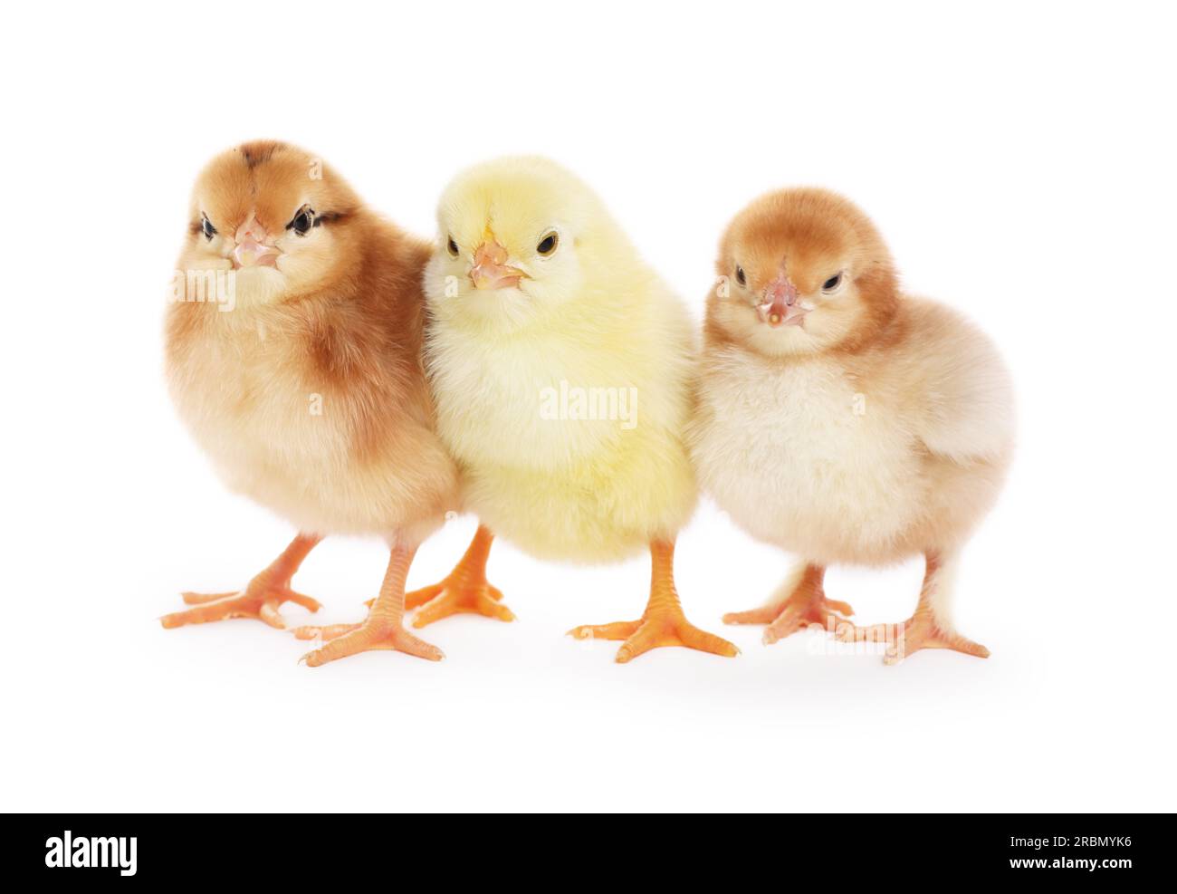 Three cute fluffy chickens on white background Stock Photo - Alamy
