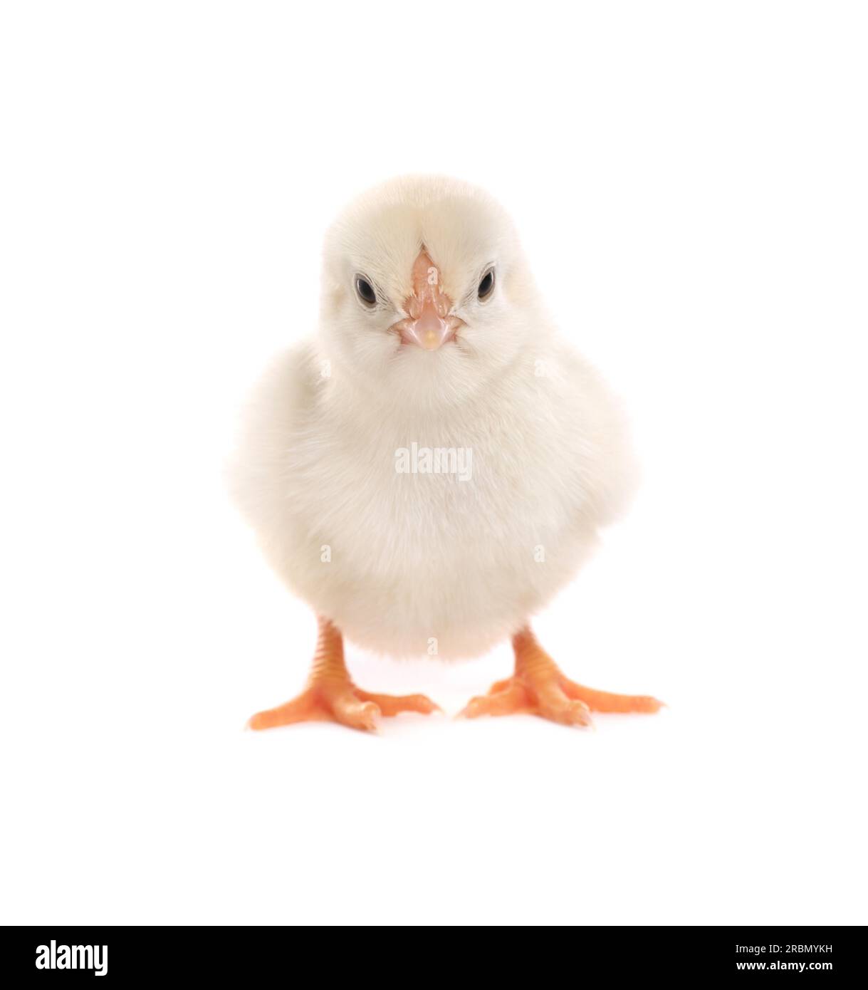 Cute fluffy baby chicken on white background Stock Photo - Alamy