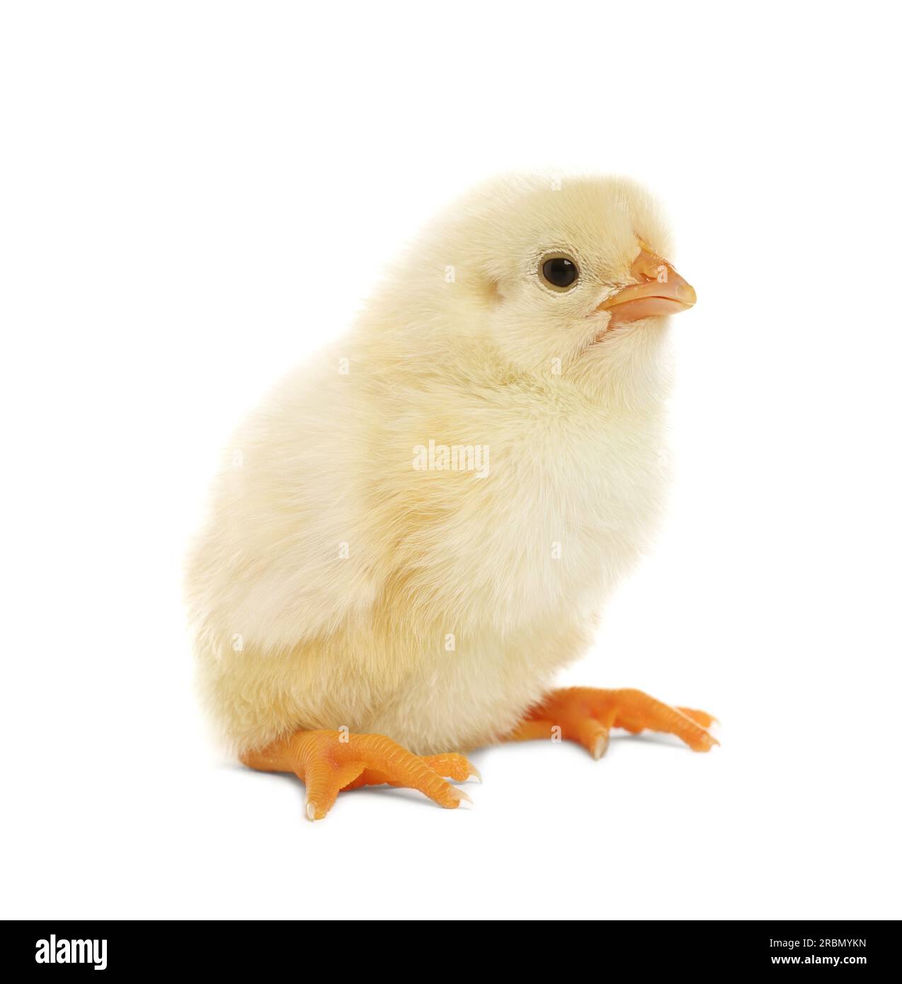 Cute fluffy baby chicken on white background Stock Photo - Alamy