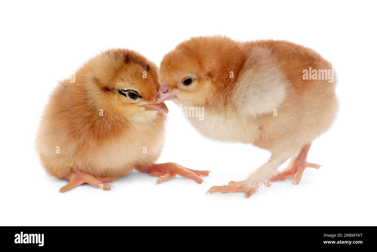 Two cute fluffy baby chickens on white background Stock Photo - Alamy