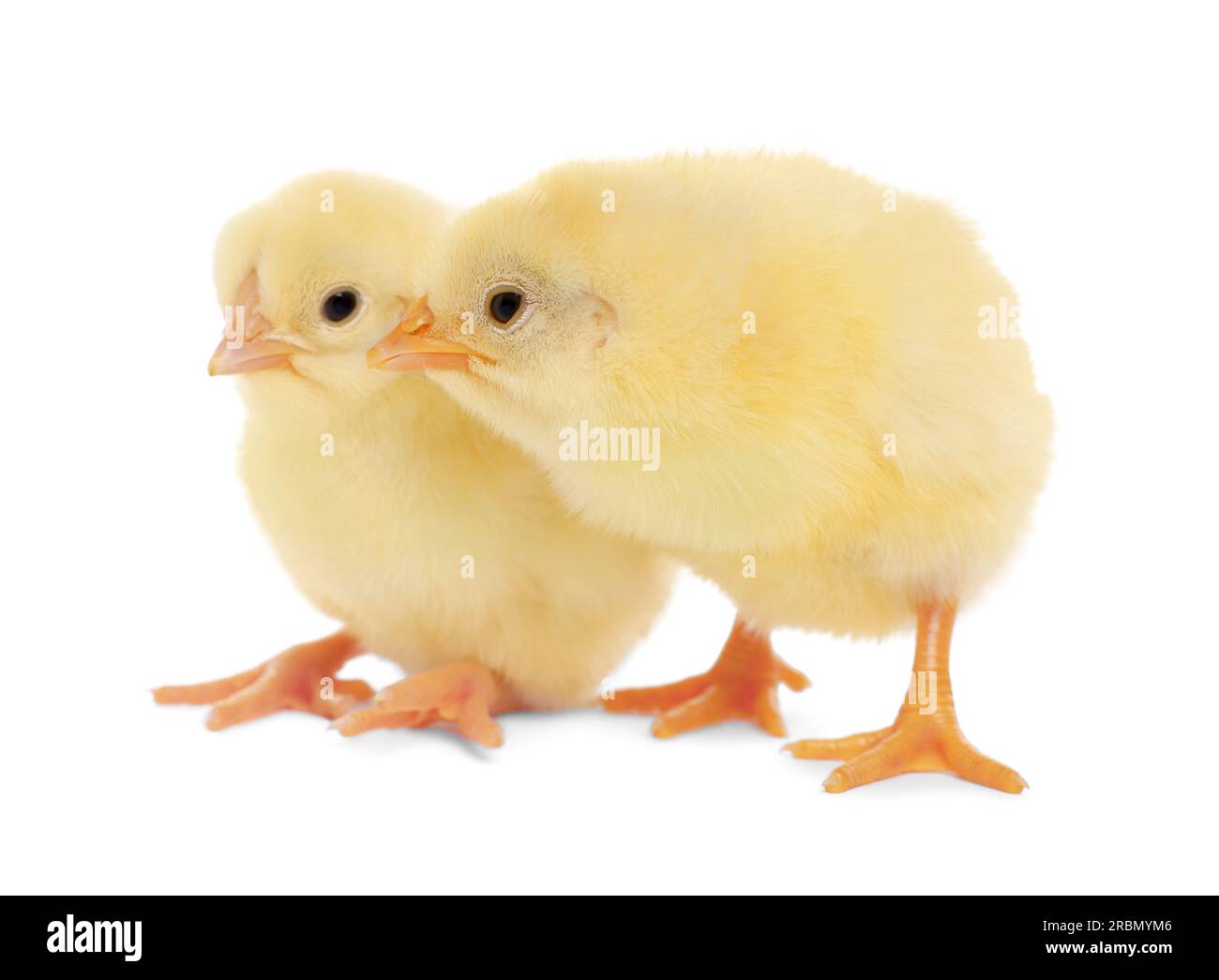 Two cute fluffy baby chickens on white background Stock Photo - Alamy