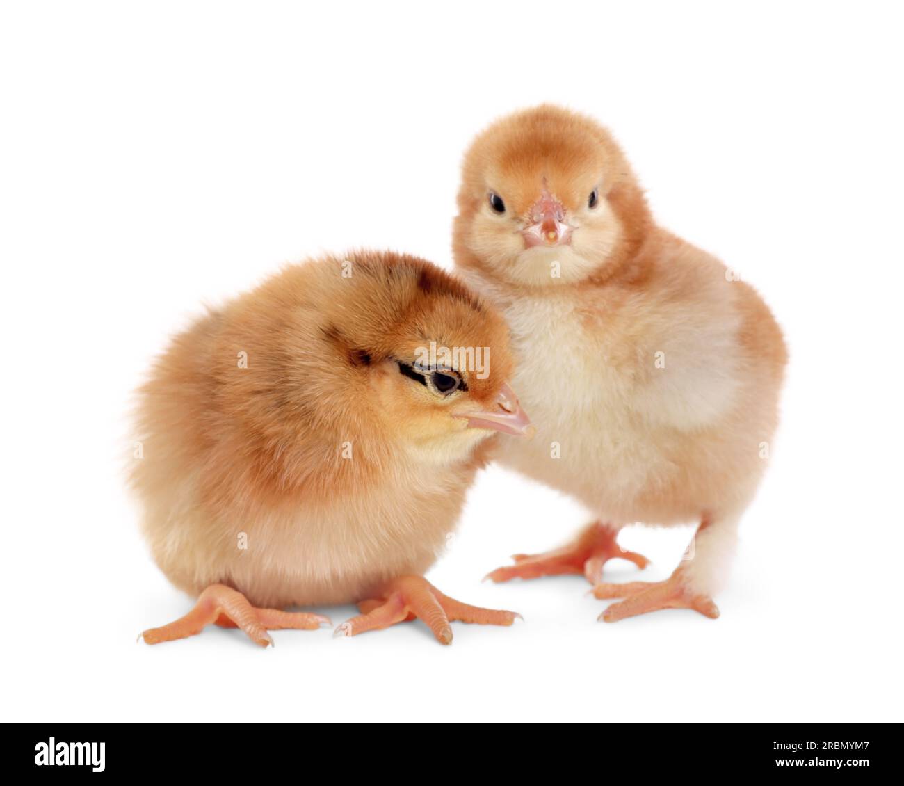 Two cute fluffy baby chickens on white background Stock Photo - Alamy