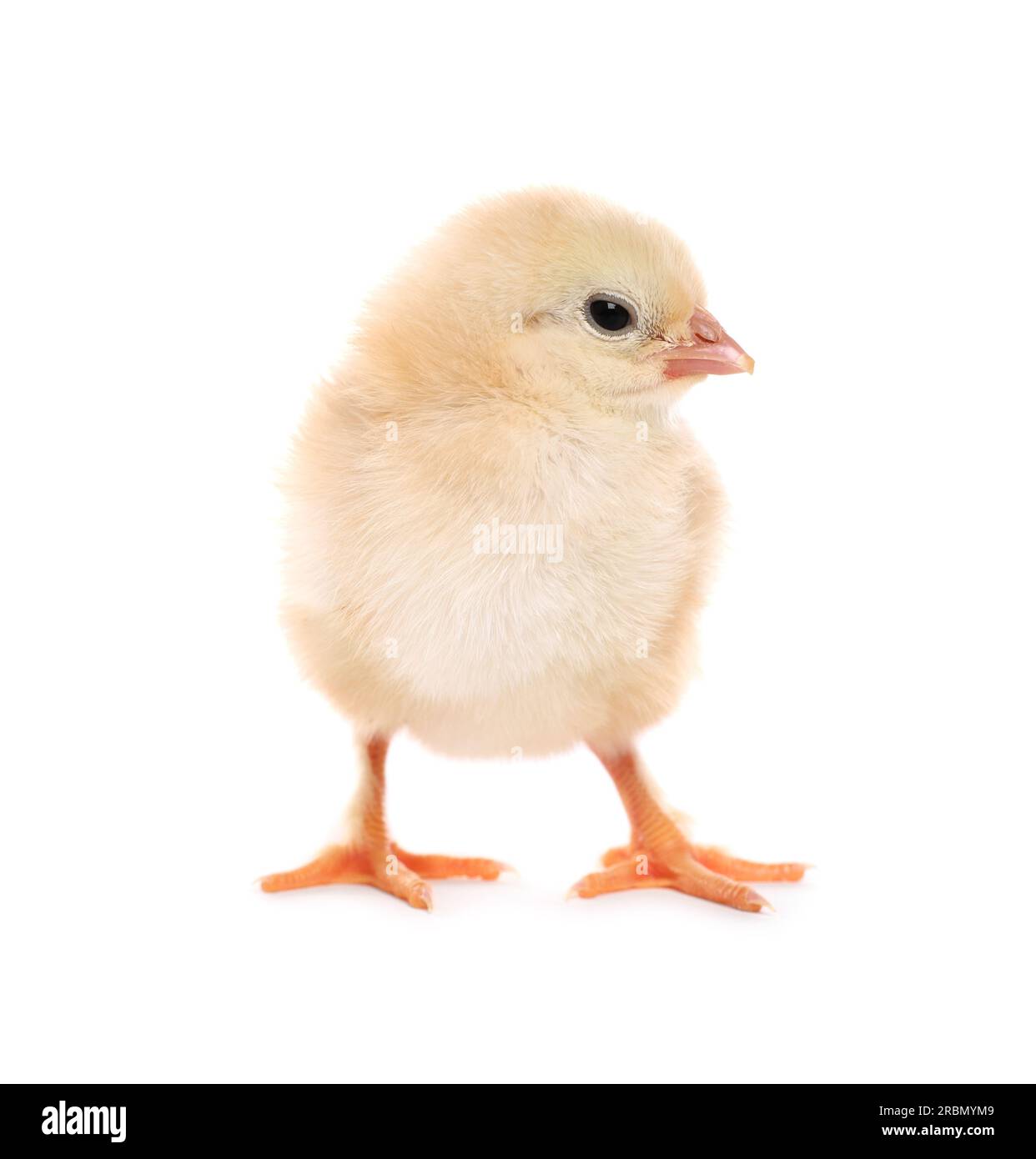 Cute fluffy baby chicken on white background Stock Photo - Alamy