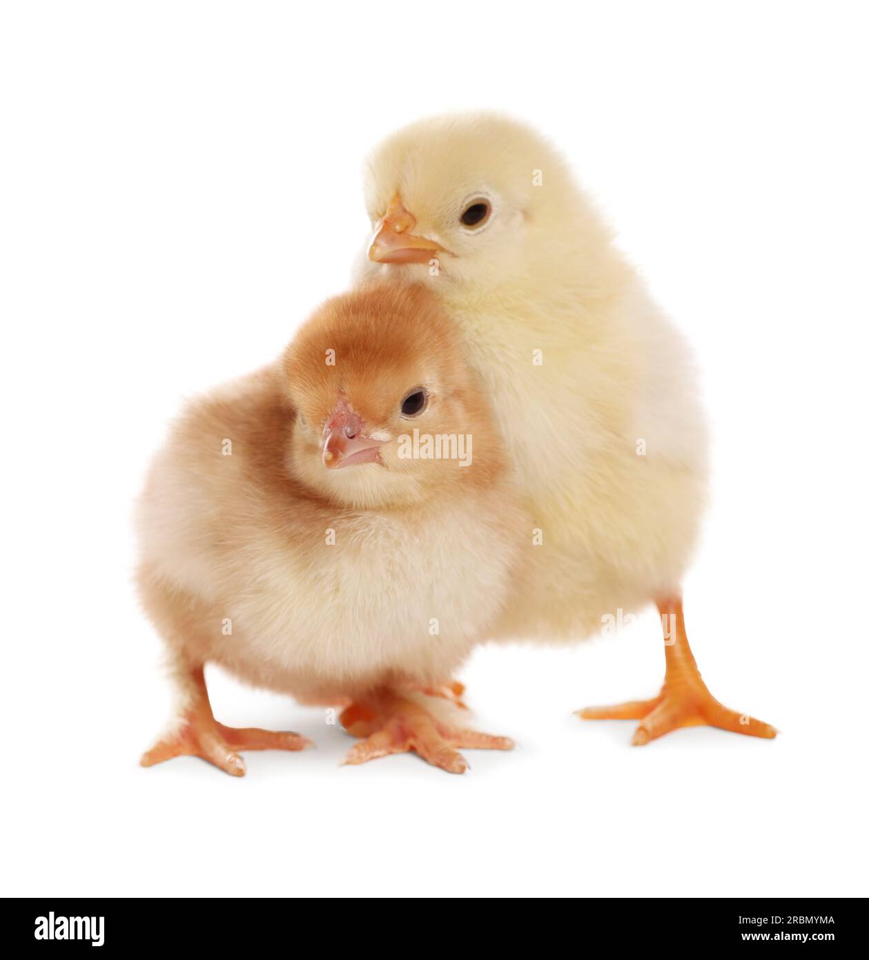 Two cute fluffy baby chickens on white background Stock Photo - Alamy