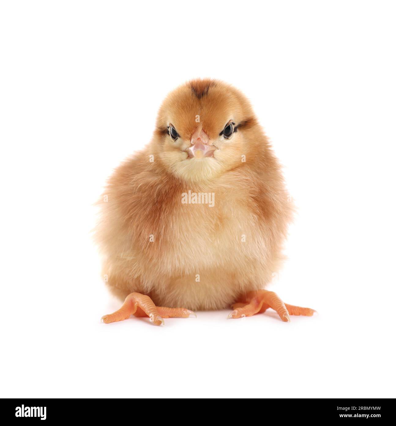 Cute fluffy baby chicken on white background Stock Photo - Alamy
