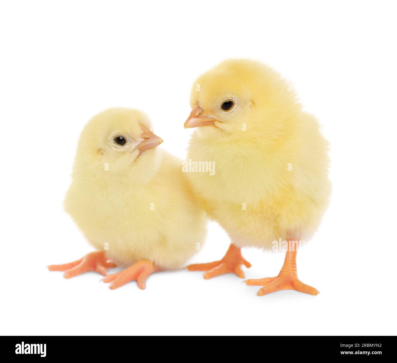 Two cute fluffy baby chickens on white background Stock Photo - Alamy