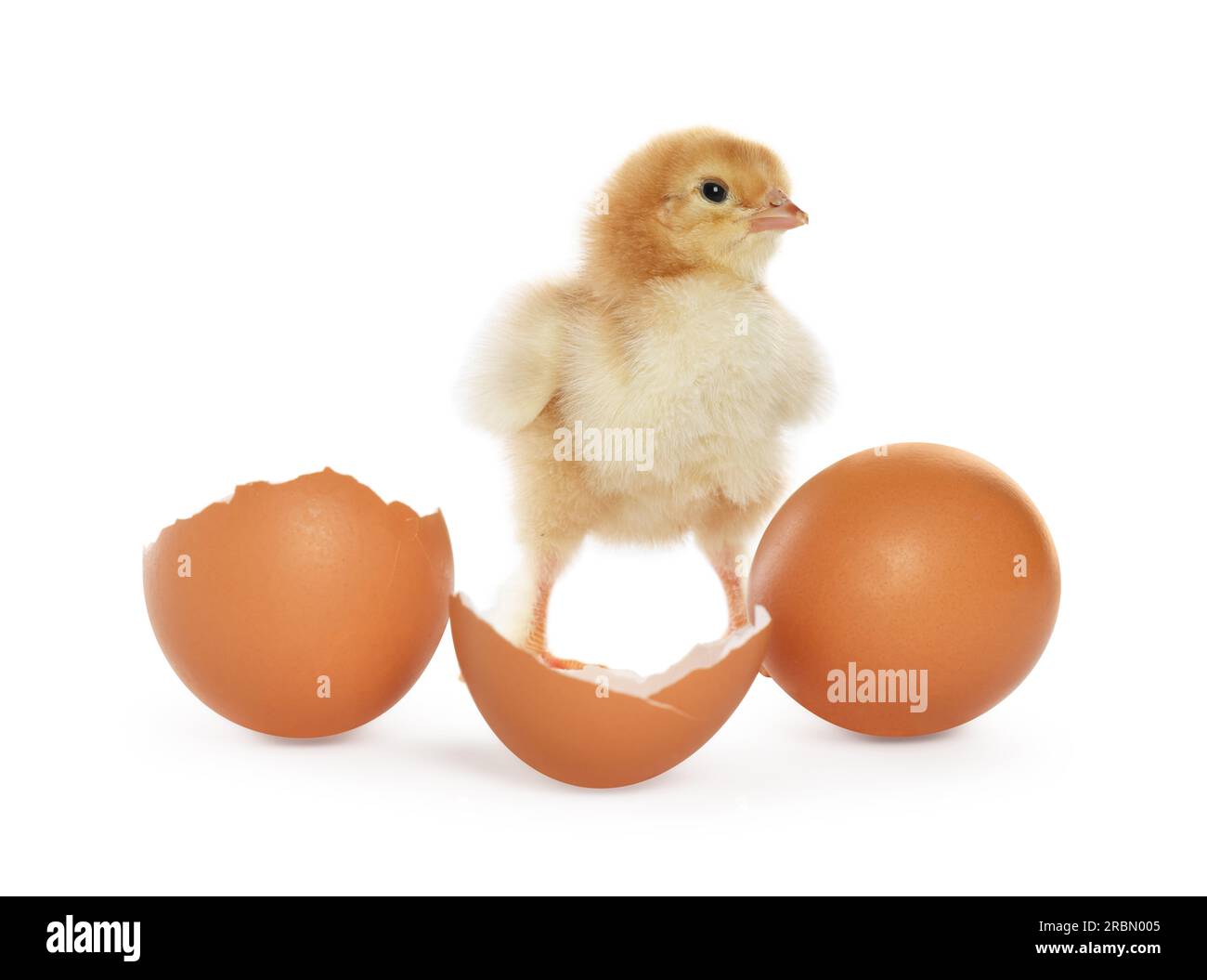Cute chick, egg and pieces of shell on white background. Baby animal ...