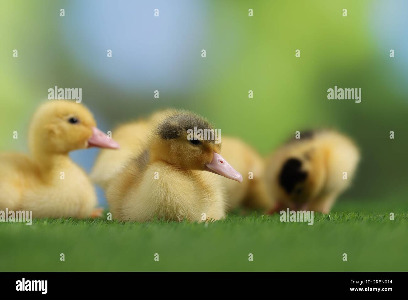 Cute fluffy ducklings on artificial grass against blurred background ...