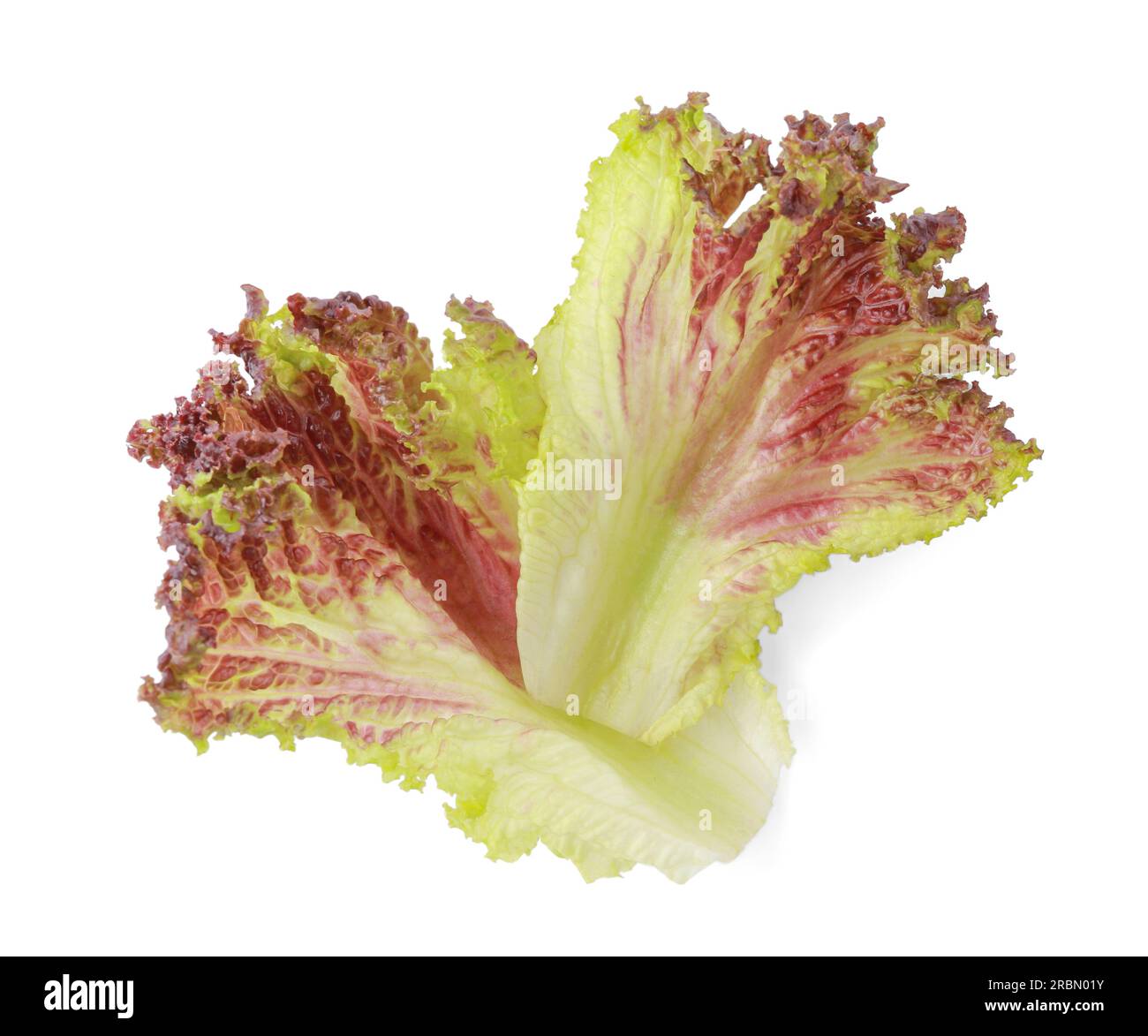 Leaves of fresh red coral lettuce isolated on white Stock Photo - Alamy
