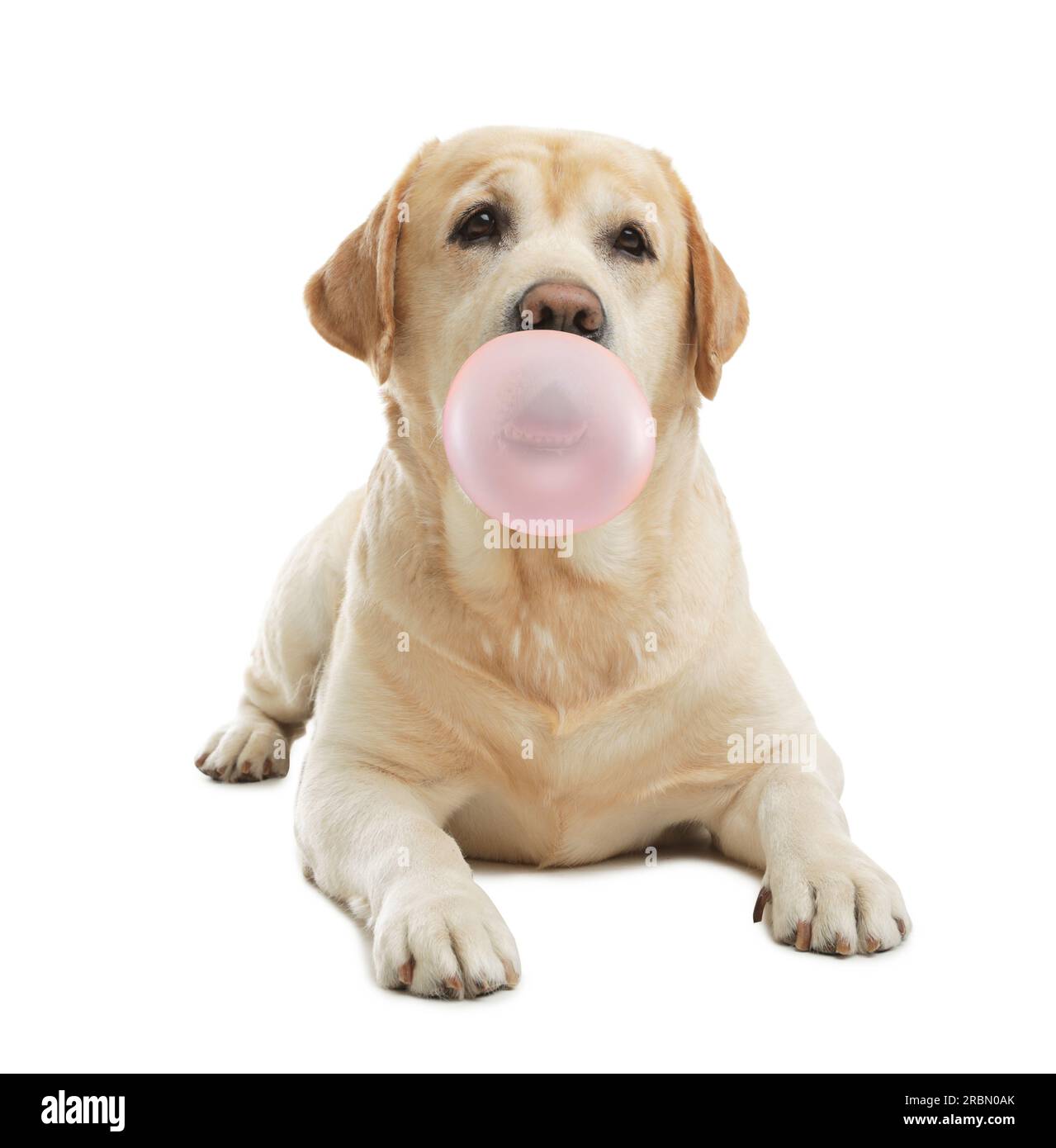Cute Labrador Retriever dog blowing bubble gum on white background ...